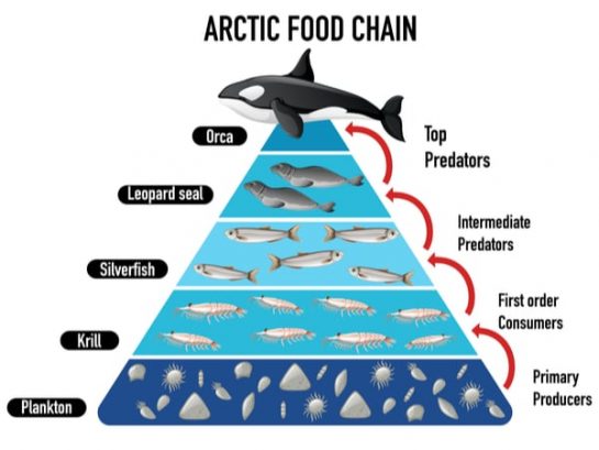 Lanțul trofic: ce este și cum funcționează