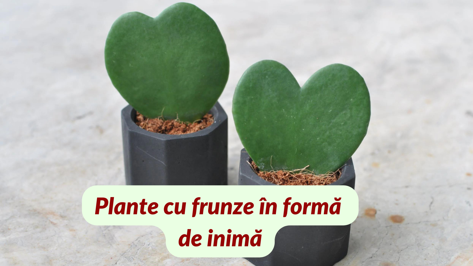 Plante cu frunze în formă de inimă