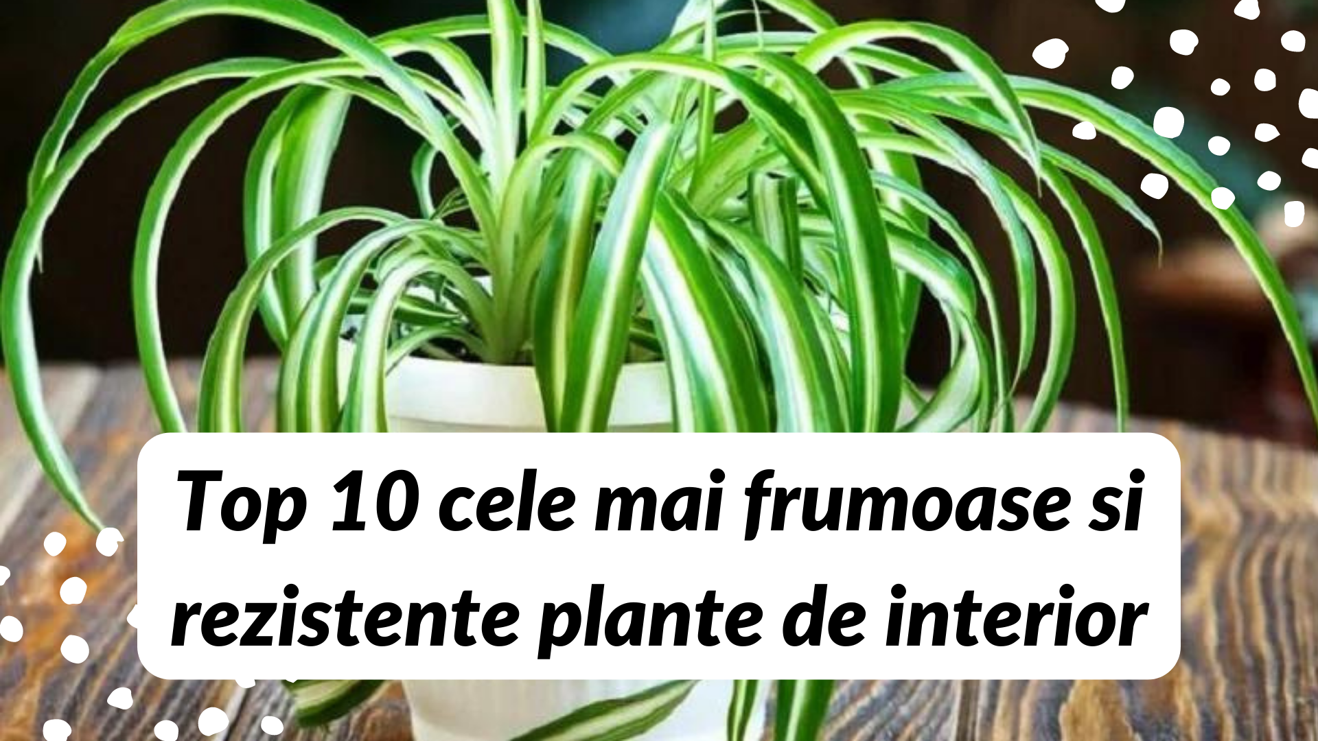 Top 10 cele mai frumoase si rezistente plante de interior