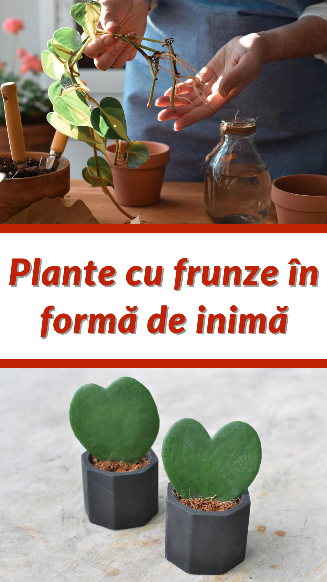 Plante cu frunze în formă de inimă