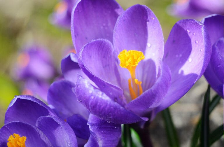 Sofran sau brandusa: totul despre Crocus, planta din care se obține ...