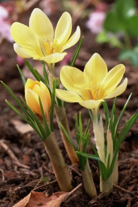 Sofran sau brandusa: totul despre Crocus, planta din care se obține ...