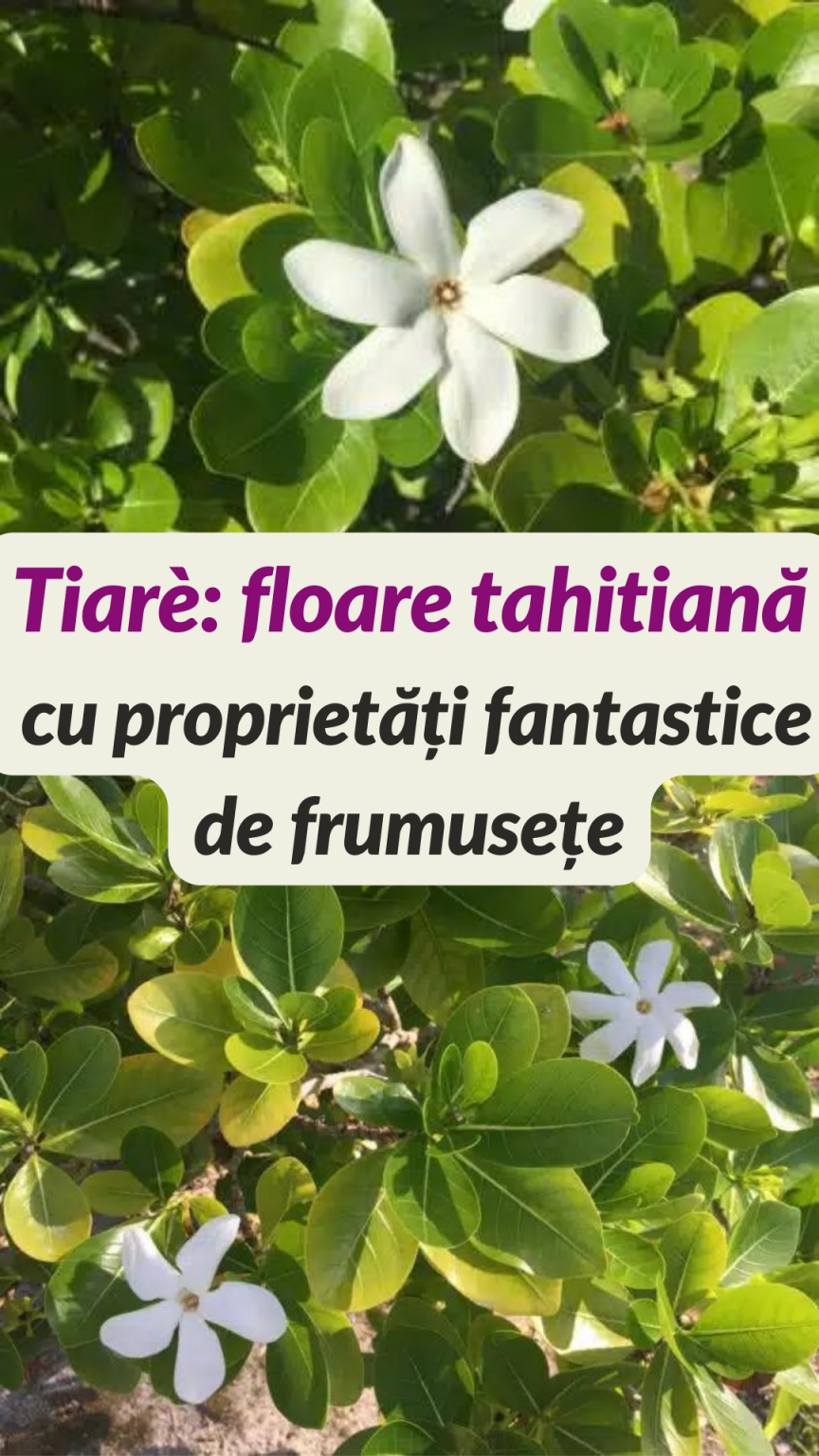 Tiarè: floare tahitiană cu proprietăți fantastice de frumusețe