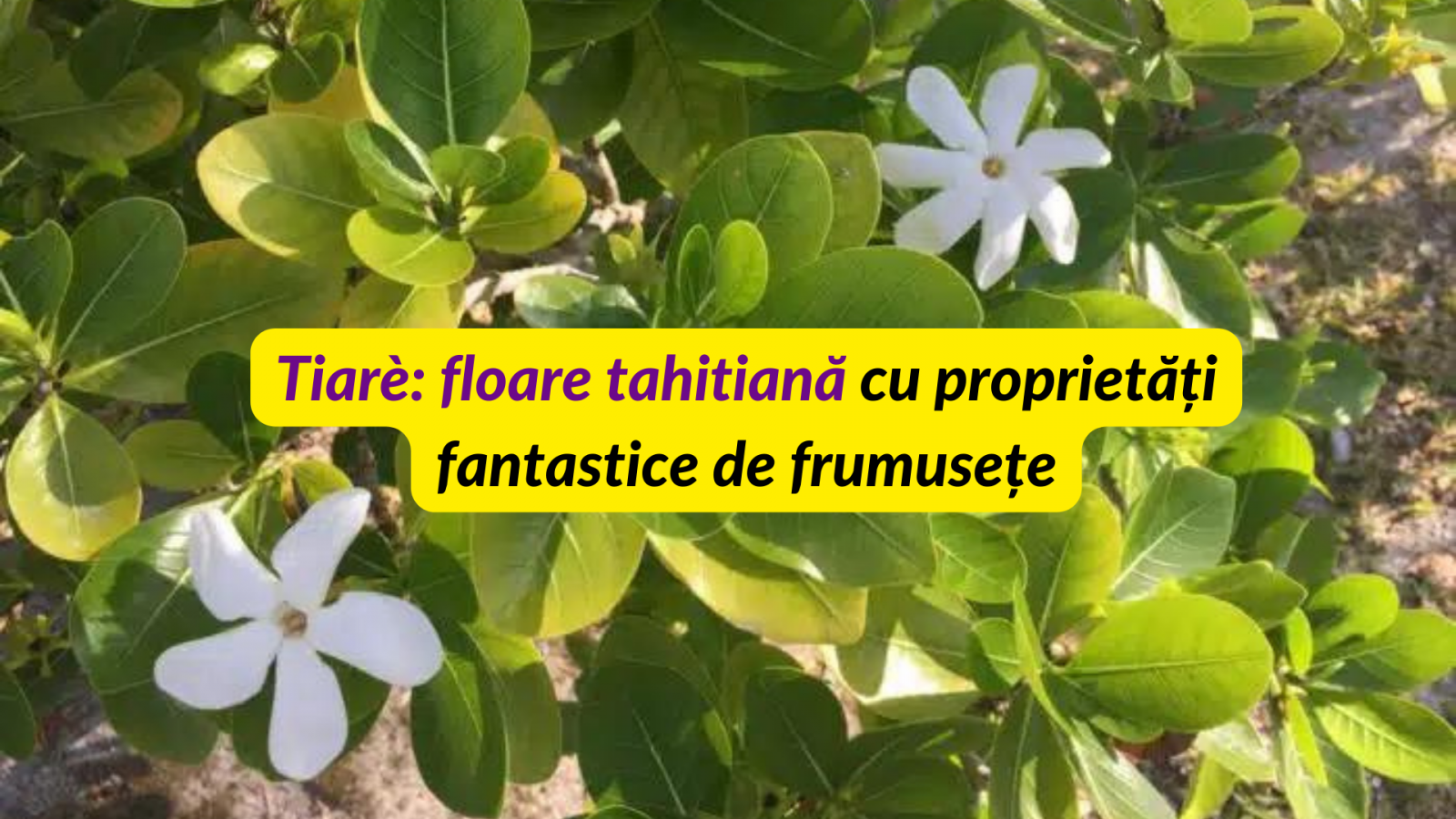 Tiarè: floare tahitiană cu proprietăți fantastice de frumusețe