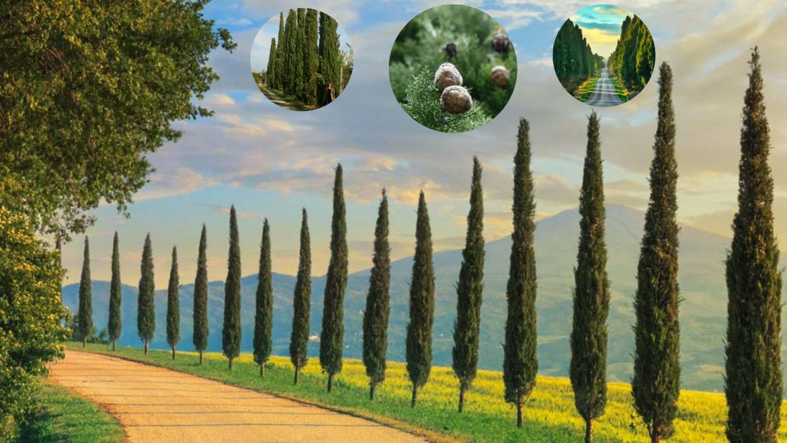 Chipărosul: Totul despre chiparos, unul dintre cei mai populari arbori ...