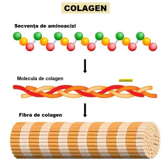 Să aflăm pentru ce este colagenul și cum să reducem pierderile sale ...