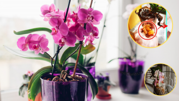 Secretul de la pepiniera pentru ca orhideea ta sa infloreasca masiv in ...