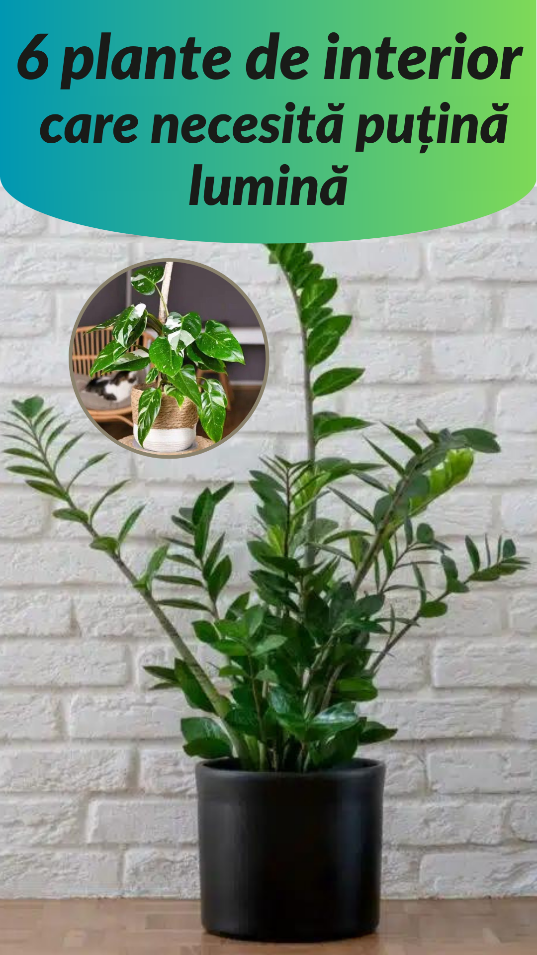 6 plante care necesită puțină lumină, ideale pentru interioare cu lumină scăzută + 6 plante ...