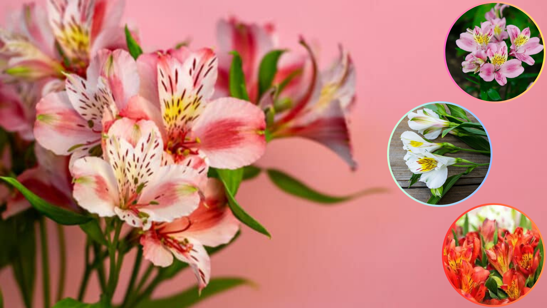 Totul despre Alstroemeria (crinul peruan) și florile sale fantastice ...