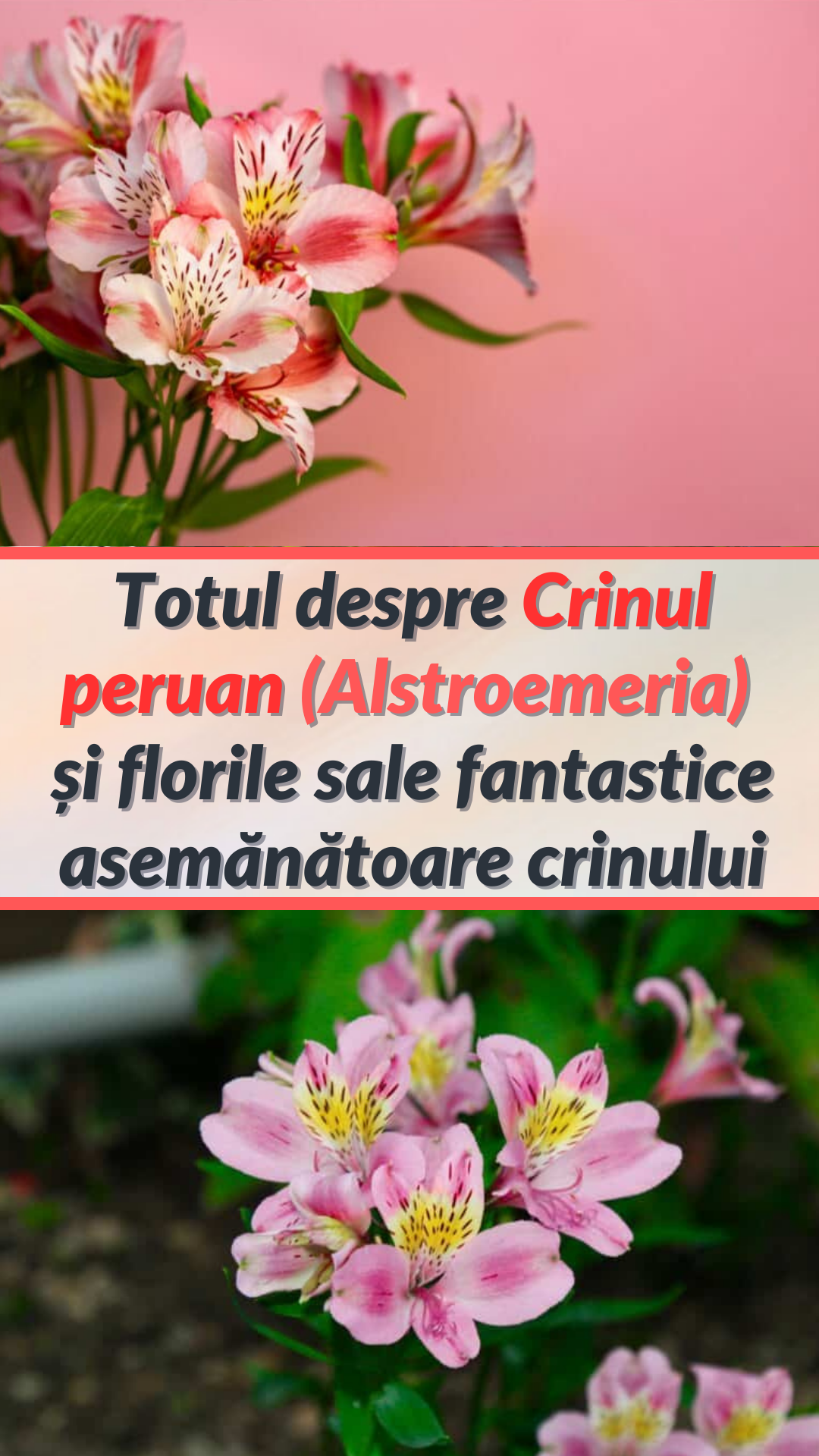 Totul despre Alstroemeria (crinul peruan) și florile sale fantastice ...
