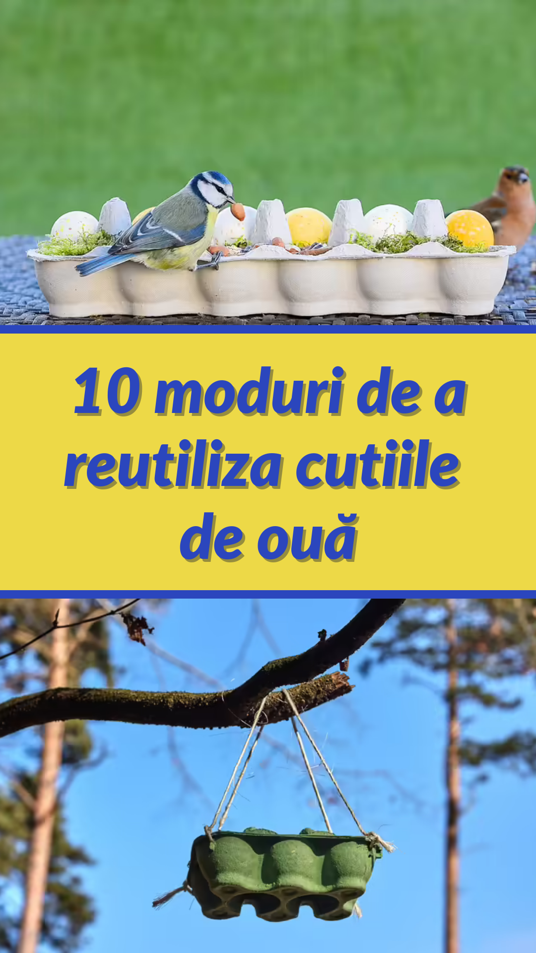10 moduri de a reutiliza cutiile de ouă