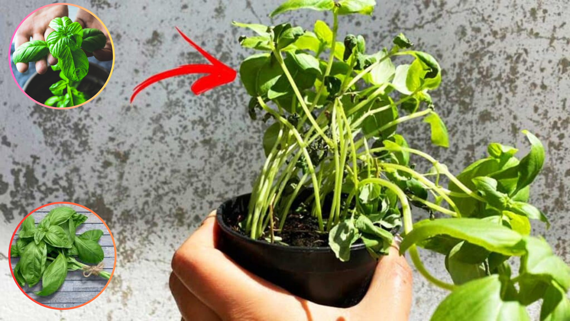 Busuiocul se ofilește repede? Toate sfaturile pentru ca acesta să ...