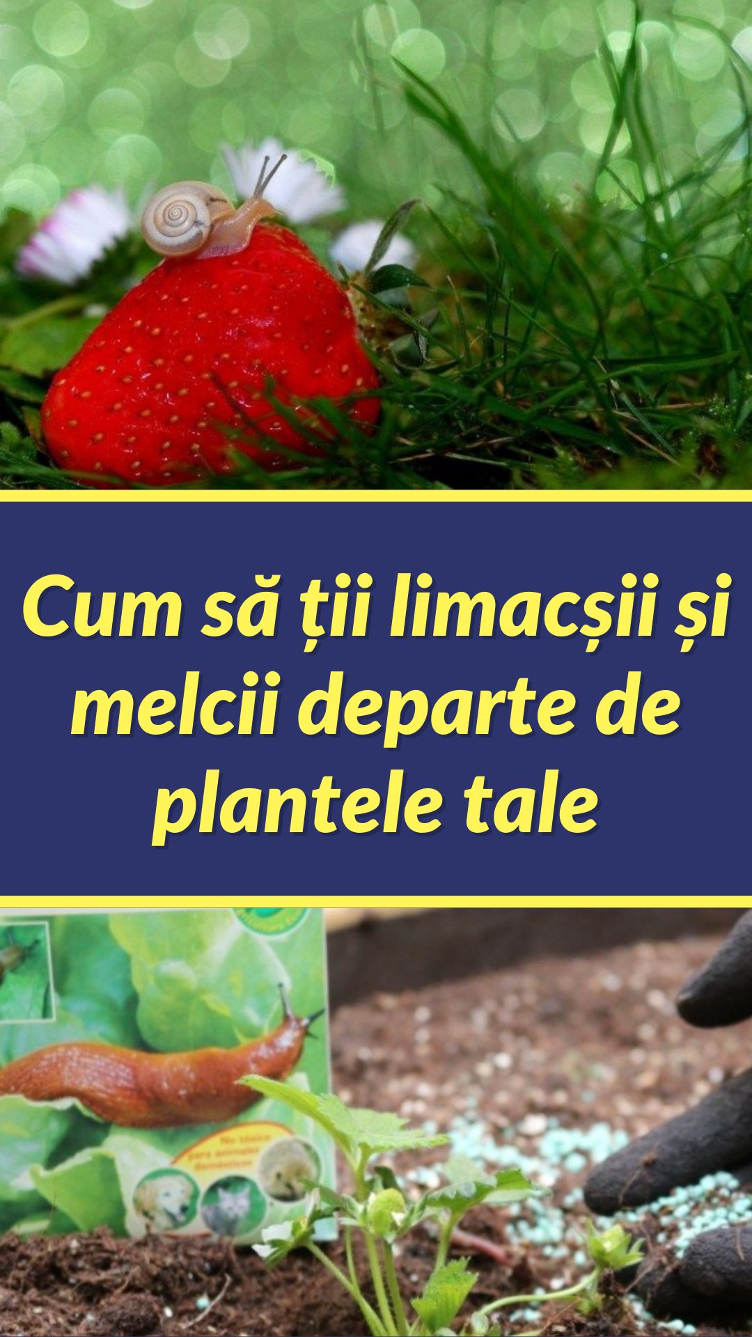 Cum să ții limacșii și melcii departe de plantele tale