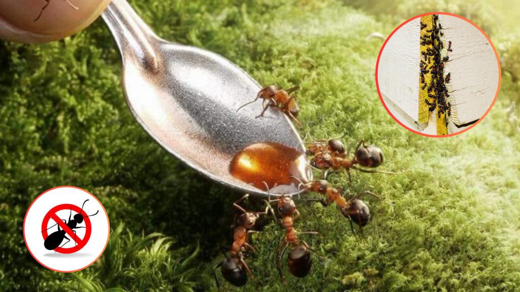 Iată cum să scapi de furnici în mod natural în casa și grădina ta