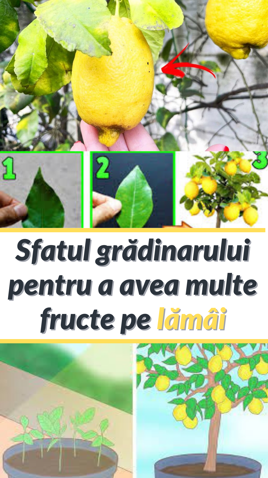 Sfatul grădinarului pentru a avea multe fructe pe lămâi