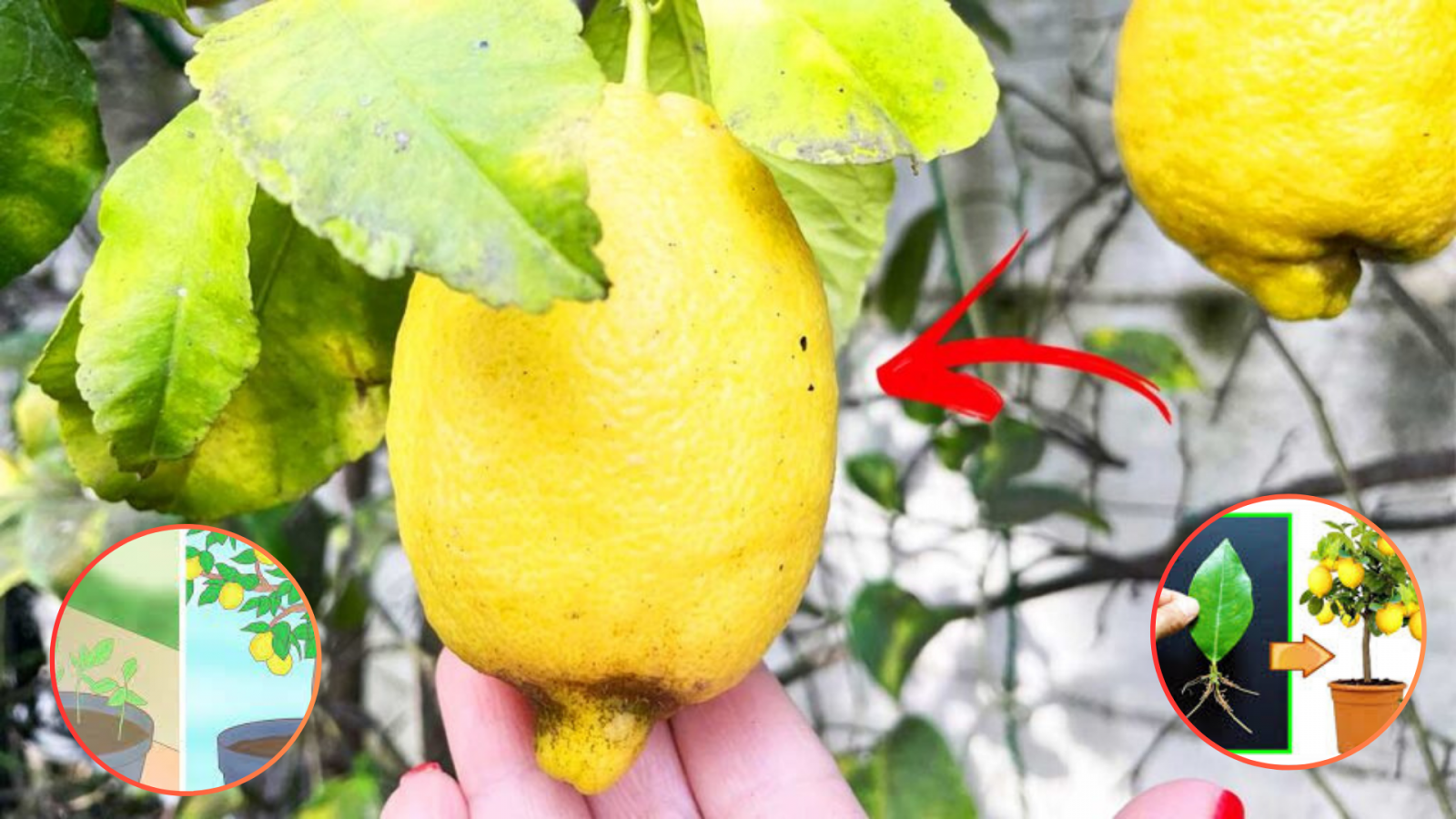 Sfatul grădinarului pentru a avea multe fructe pe lămâi