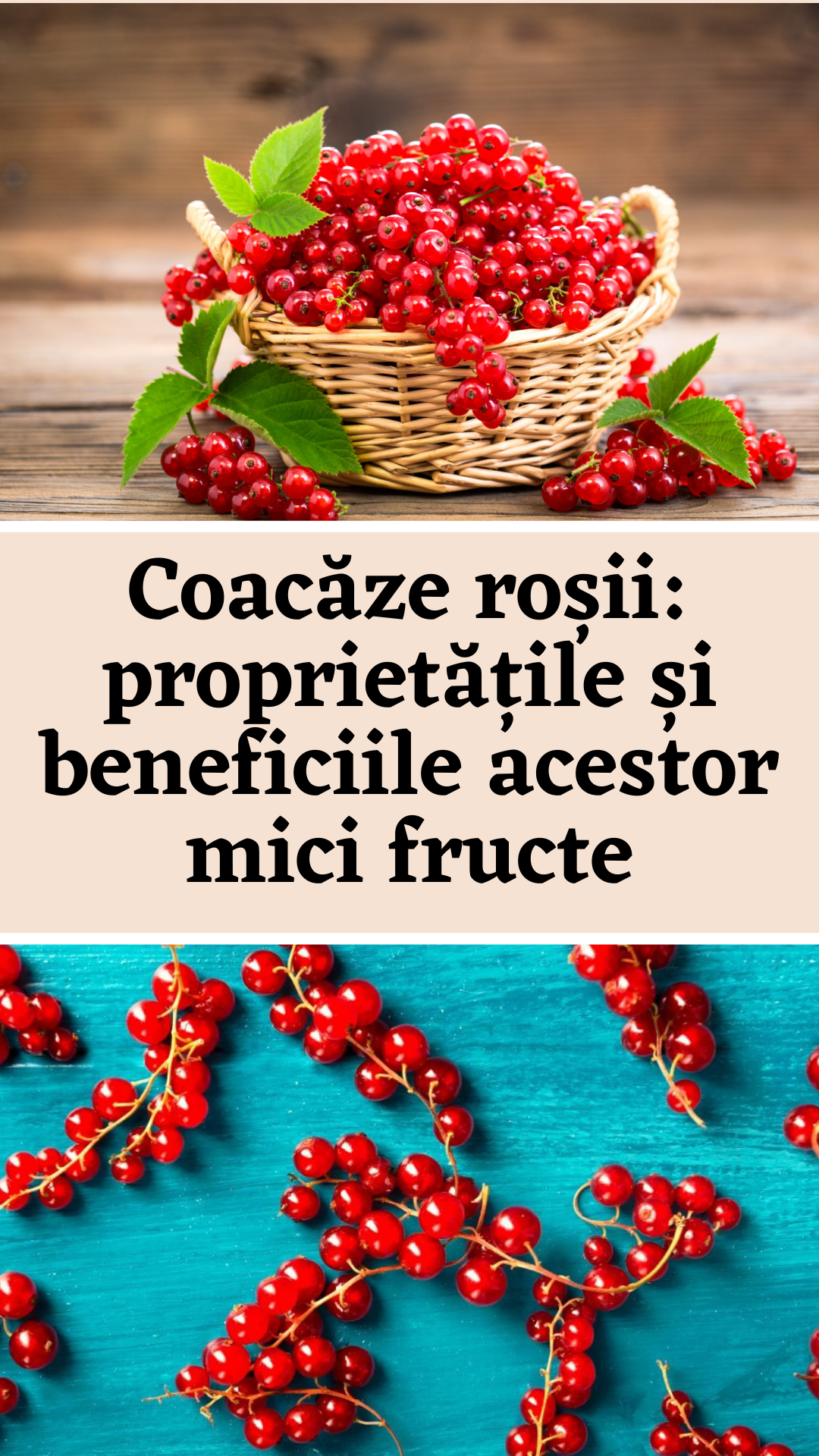 Coacăze roșii: proprietățile și beneficiile acestor mici fructe