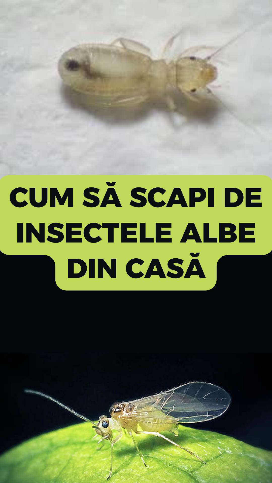 Cum să scapi de insectele albe din casă