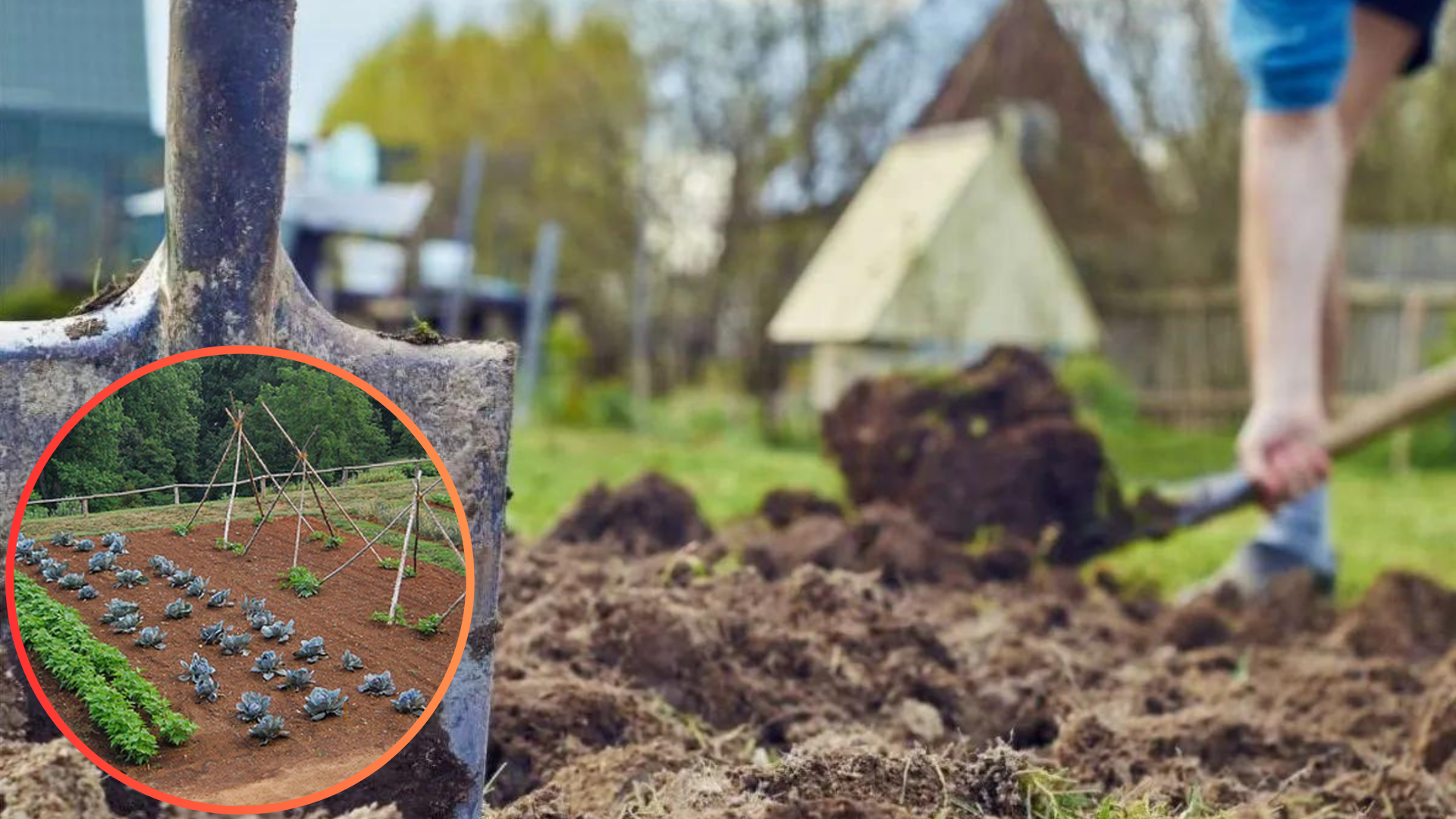 Cum să pregătiți solul pentru o grădină de legume