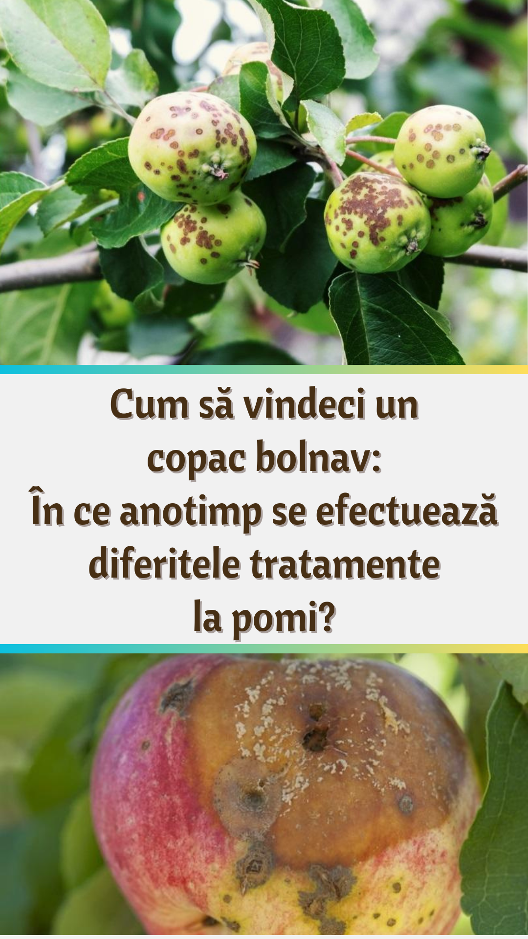 Cum să vindeci un copac bolnav - În ce anotimp se efectuează diferitele ...